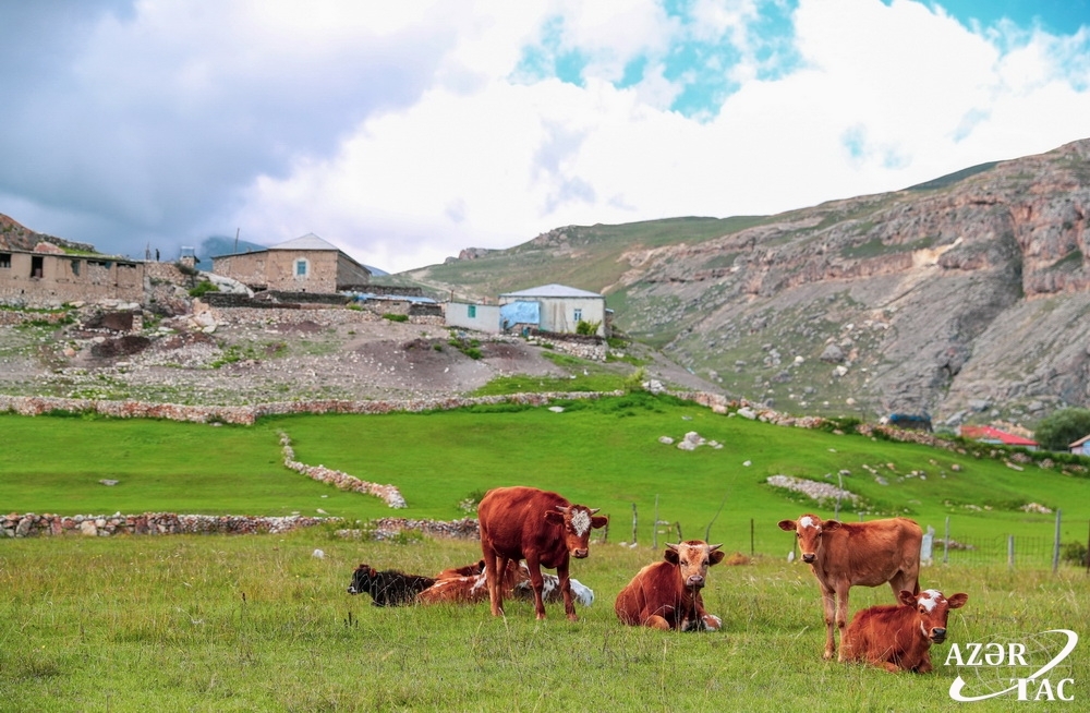 Griz – a mountain village in Azerbaijan’s Guba district, famous for its ...
